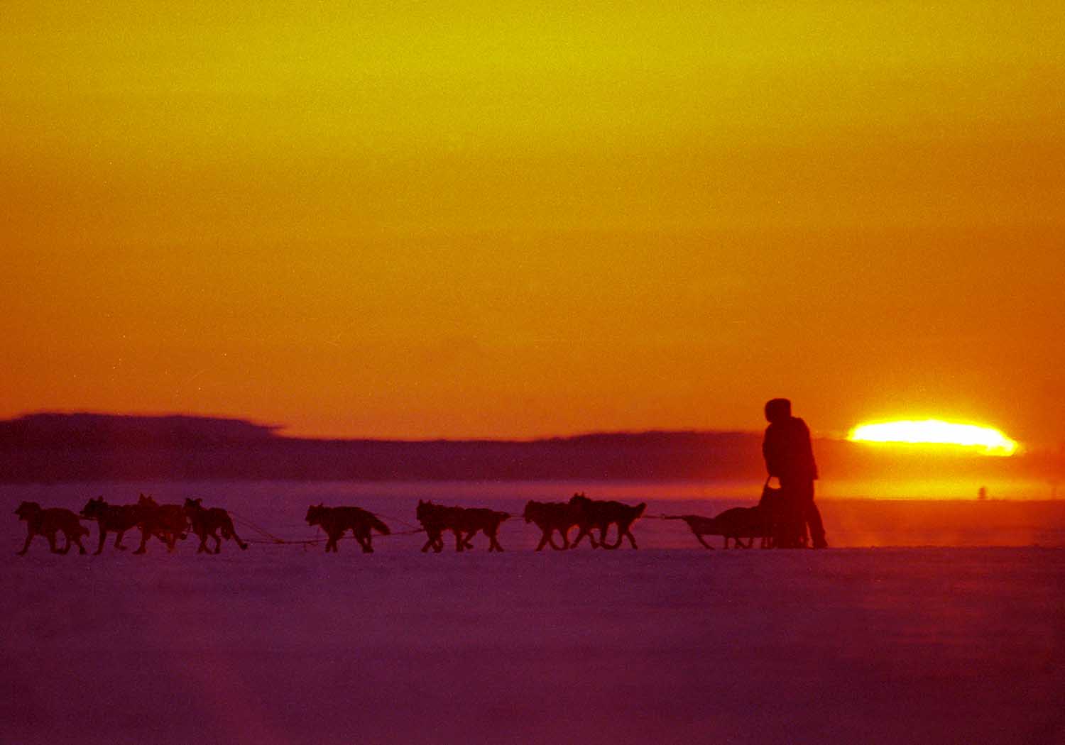 Eric Larsen on Dog Sledding, the Team Dynamic & Running with Your Best ...