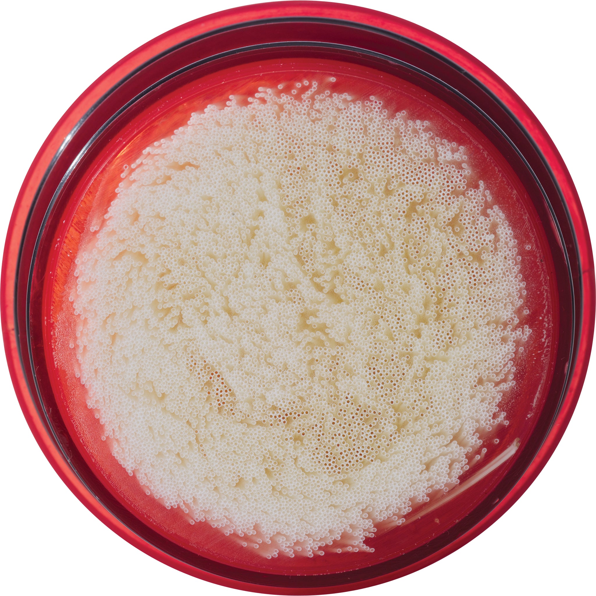 Guardian™ Water Purifier Replacement Cartridge | MSR® – Cascade Designs